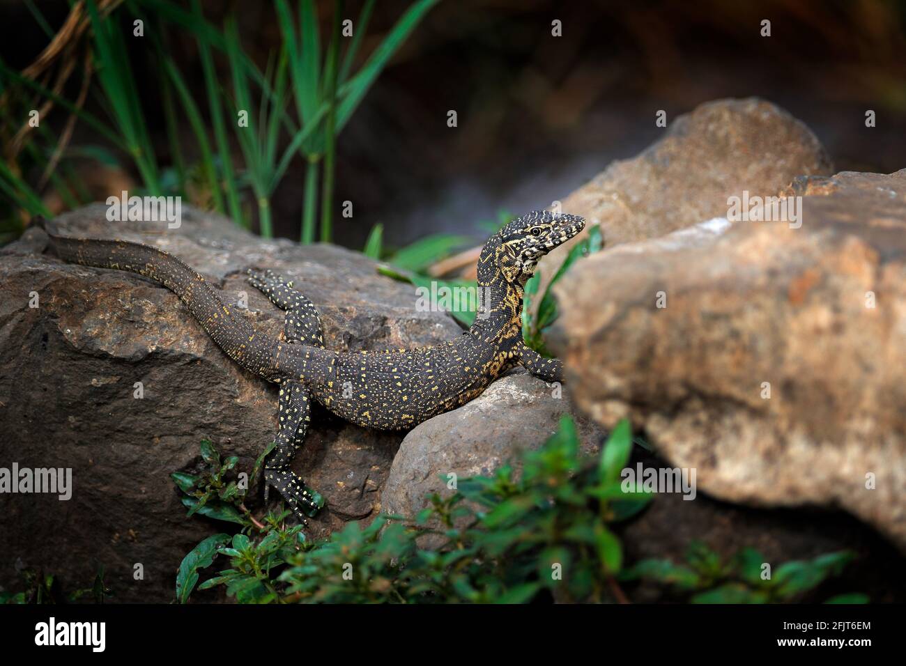 African Water Monitor Lizard, Varanus niloticus, detail head portrait ...
