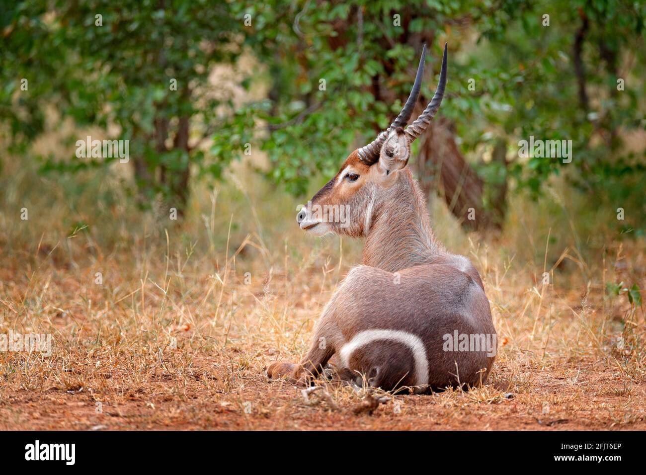 Waterbuck, Kobus ellipsiprymnus, large antelope in sub-Saharan Africa ...