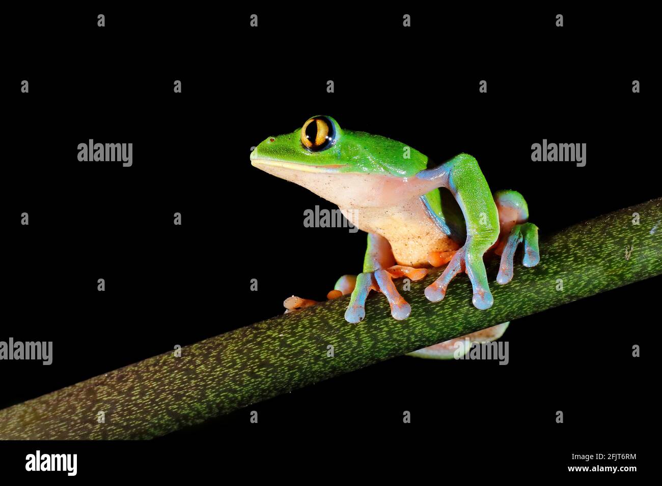 Golden toad of costa rica hi-res stock photography and images - Alamy
