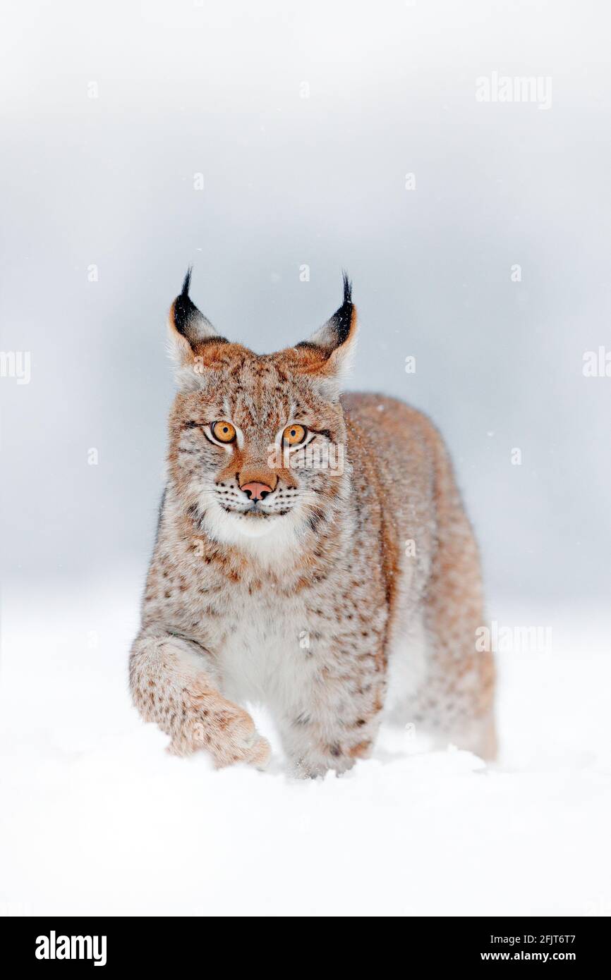 Eurasian Lynx walking, wild cat in the forest with snow. Wildlife scene ...