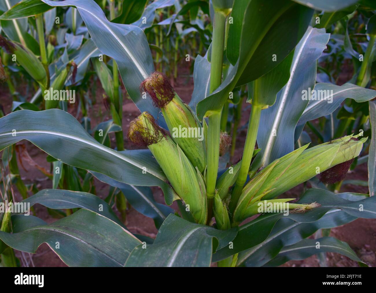Corn on the green stalk in the corn field. Young maize or sweetcorn ...