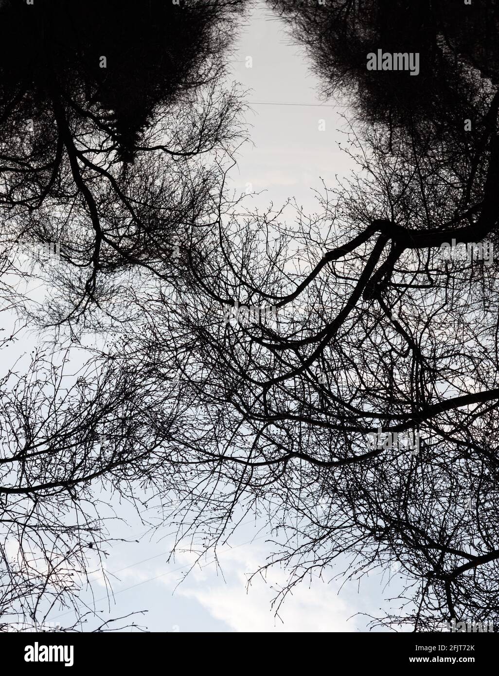 Bottom tree silhouette hi-res stock photography and images - Alamy