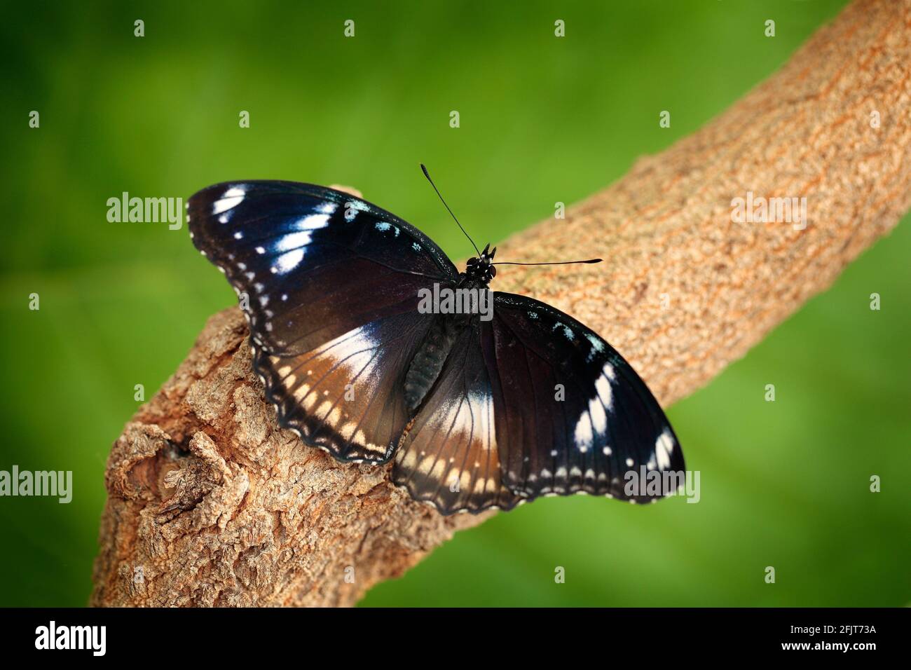 Butterfly in nature forest habitat, Indonesia, Asia Stock Photo - Alamy