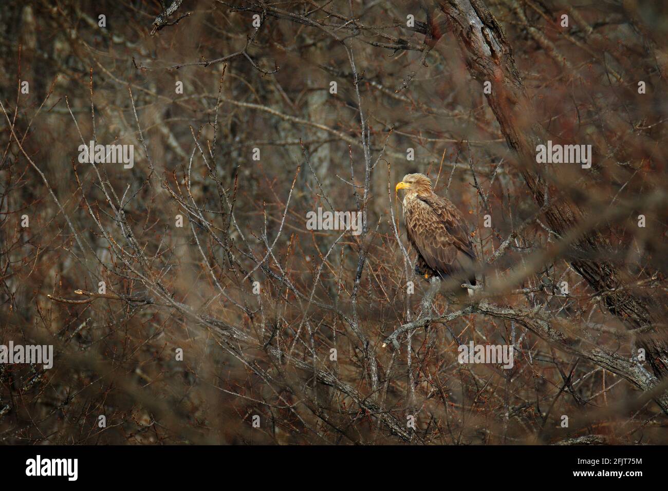 Eagle hidden in the tree. Big bird of prey White-tailed Eagle sitting ...