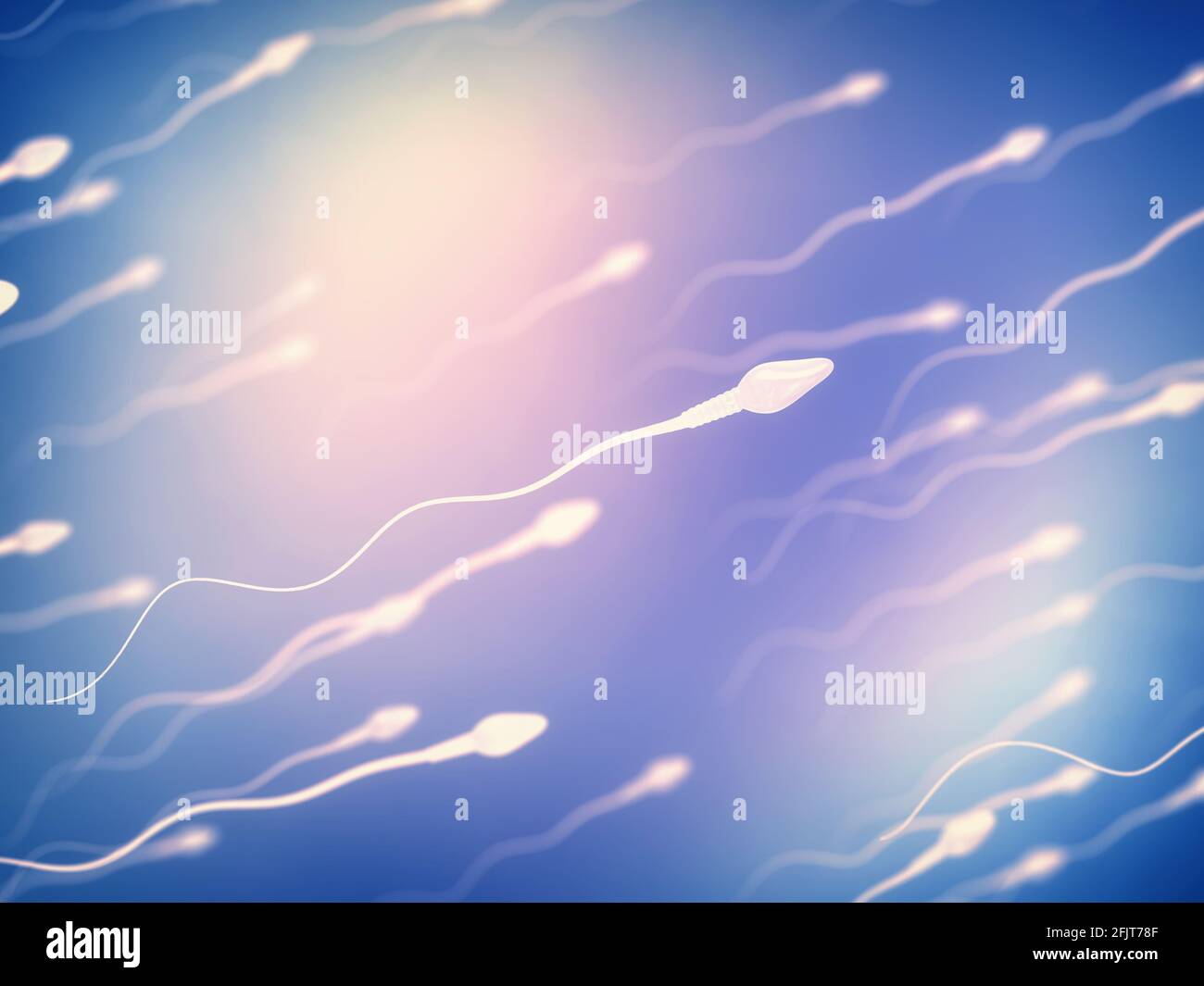 Male reproductive cells (Spermatozoa) moving on their way to the egg ...