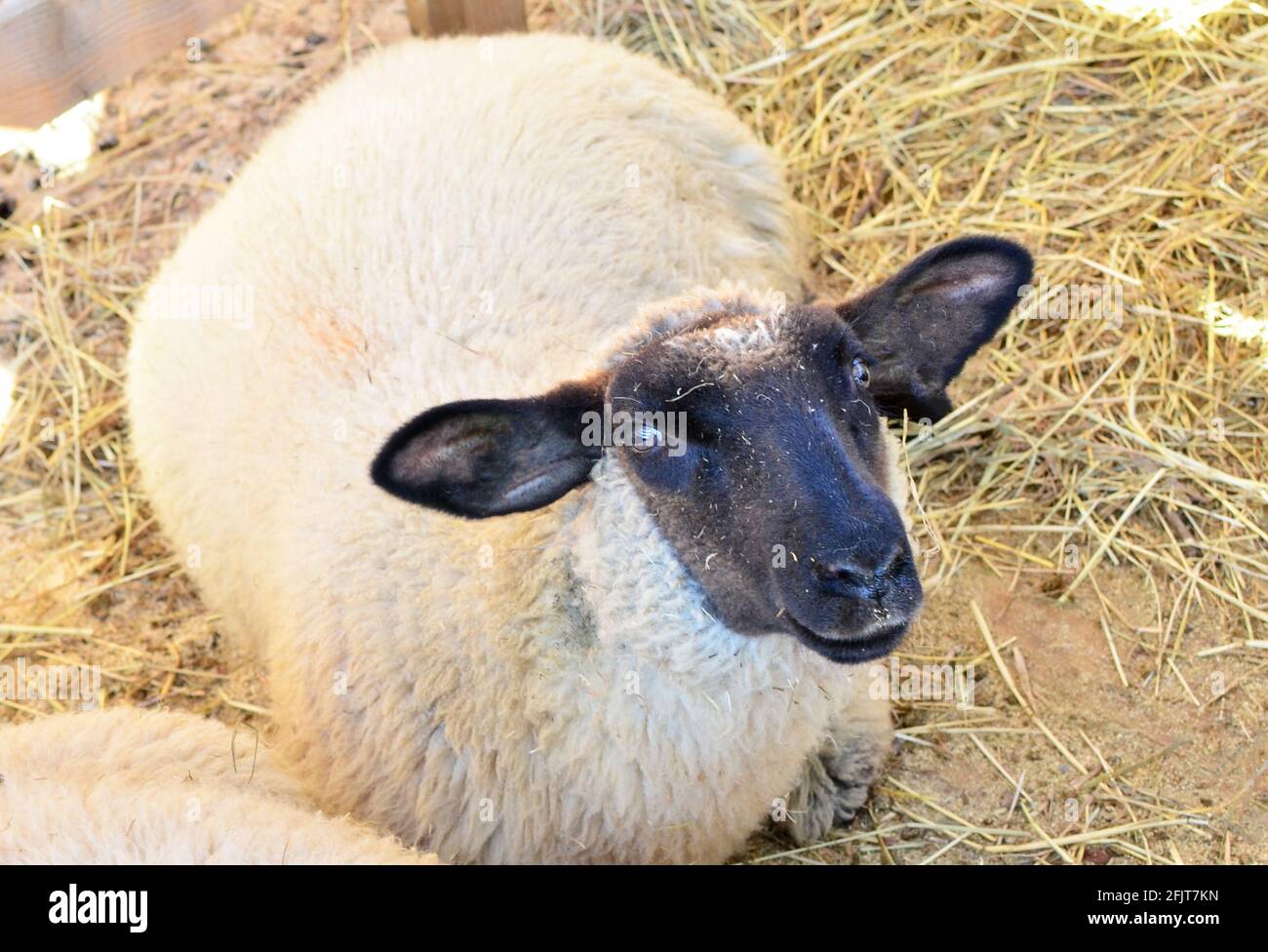 A sheep an enclosure eating hay on the farm. Australian Ram and sheeps ...