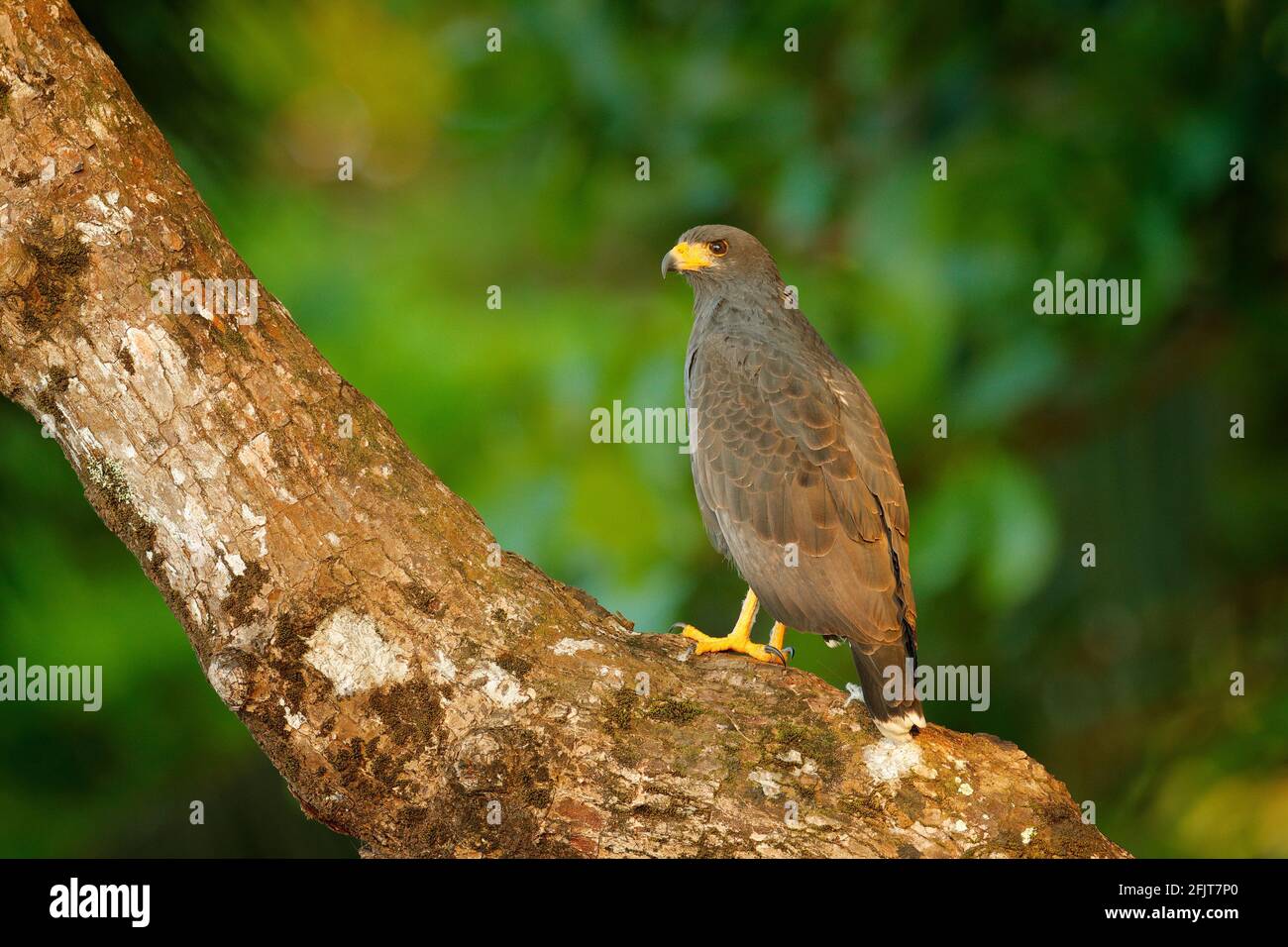 Mangrove Black Hawk, Buteogallus subtilis, large bird found in Central ...