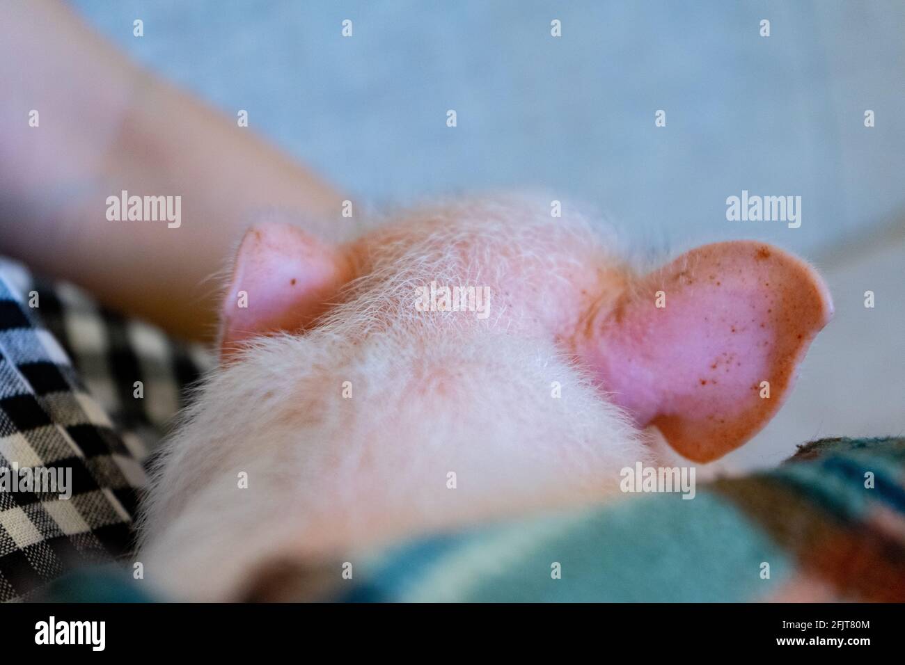 TOKYO, JAPAN - Sep 12, 2020: Close up of pigs sleeping and laying ...