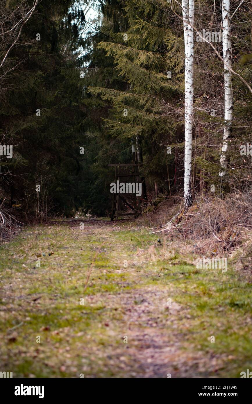 Beautiful shot of forest Stock Photo - Alamy