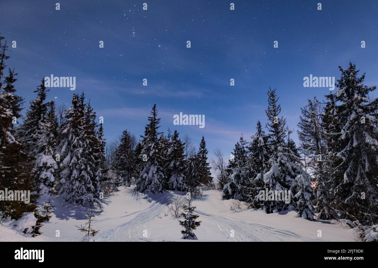 Mesmerizing night landscape snowy fir trees grow among snowdrifts ...