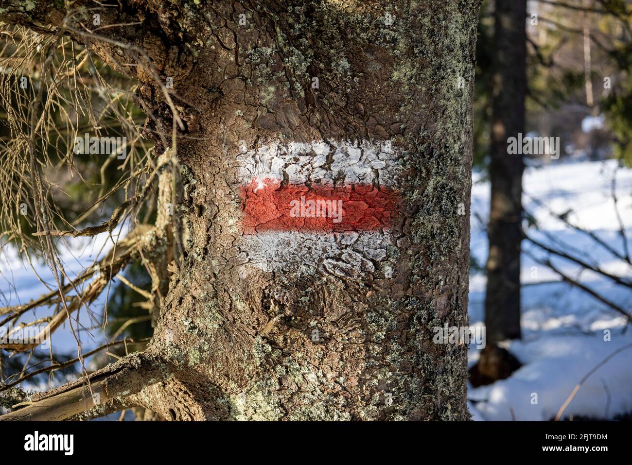 Bright red and white tourist route mark on an old crumbling tree in a ...