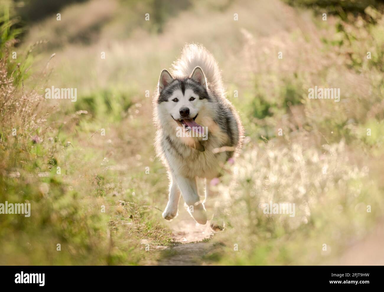 Alaskan malamute running on sunny field Stock Photo - Alamy