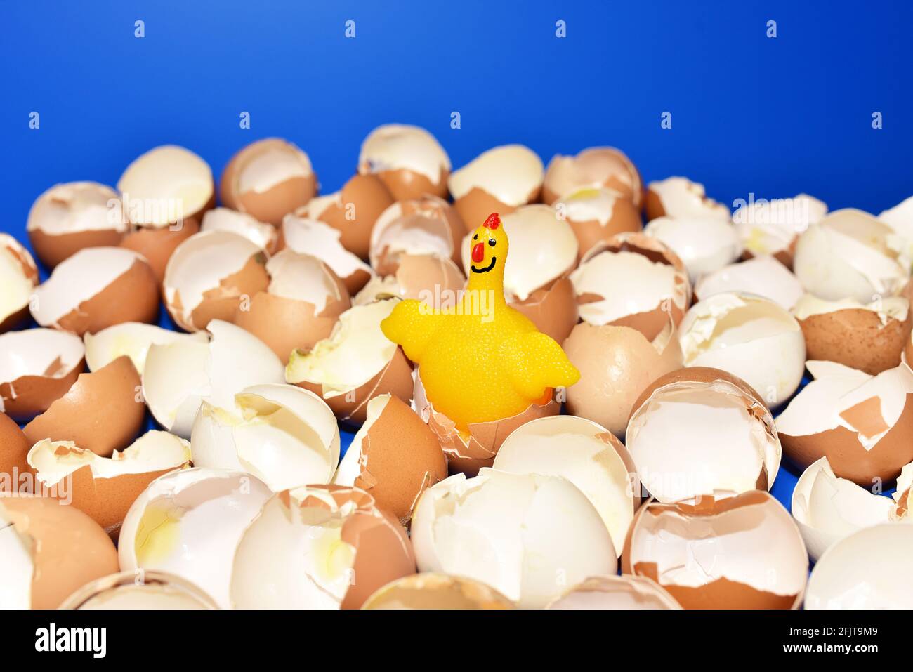 Chicken in a hen's egg among the broken empty eggs. Broken egg and born ...