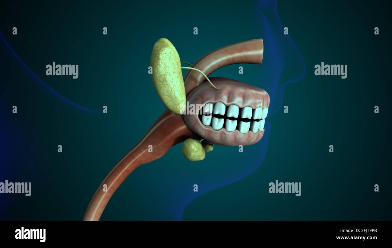 3d illustration larynx anatomy vector hi-res stock photography and ...