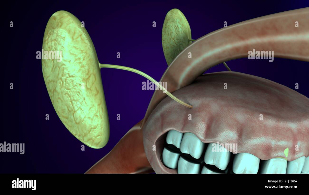 human throat anatomy. 3d render Stock Photo - Alamy