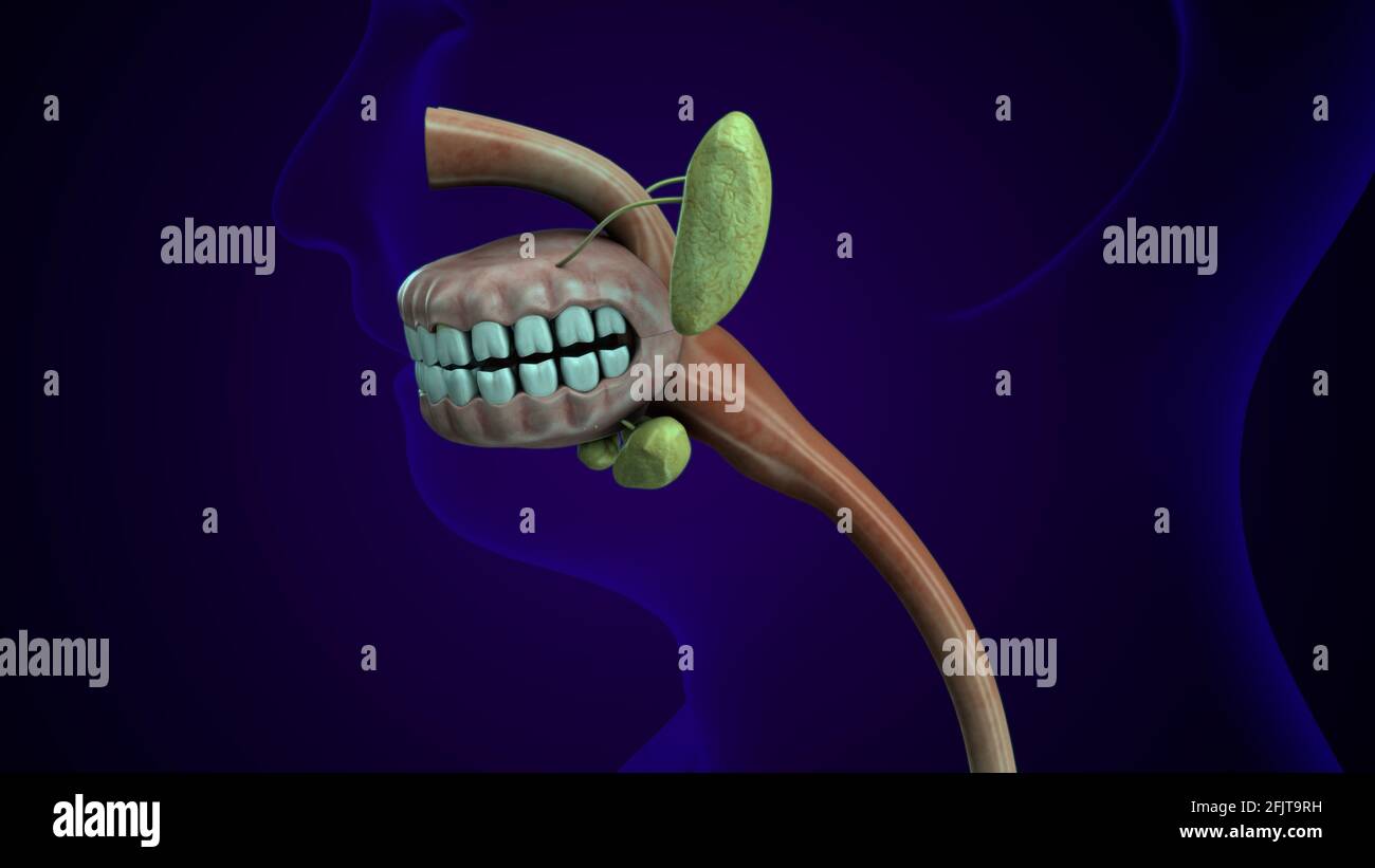 human throat anatomy. 3d render Stock Photo - Alamy