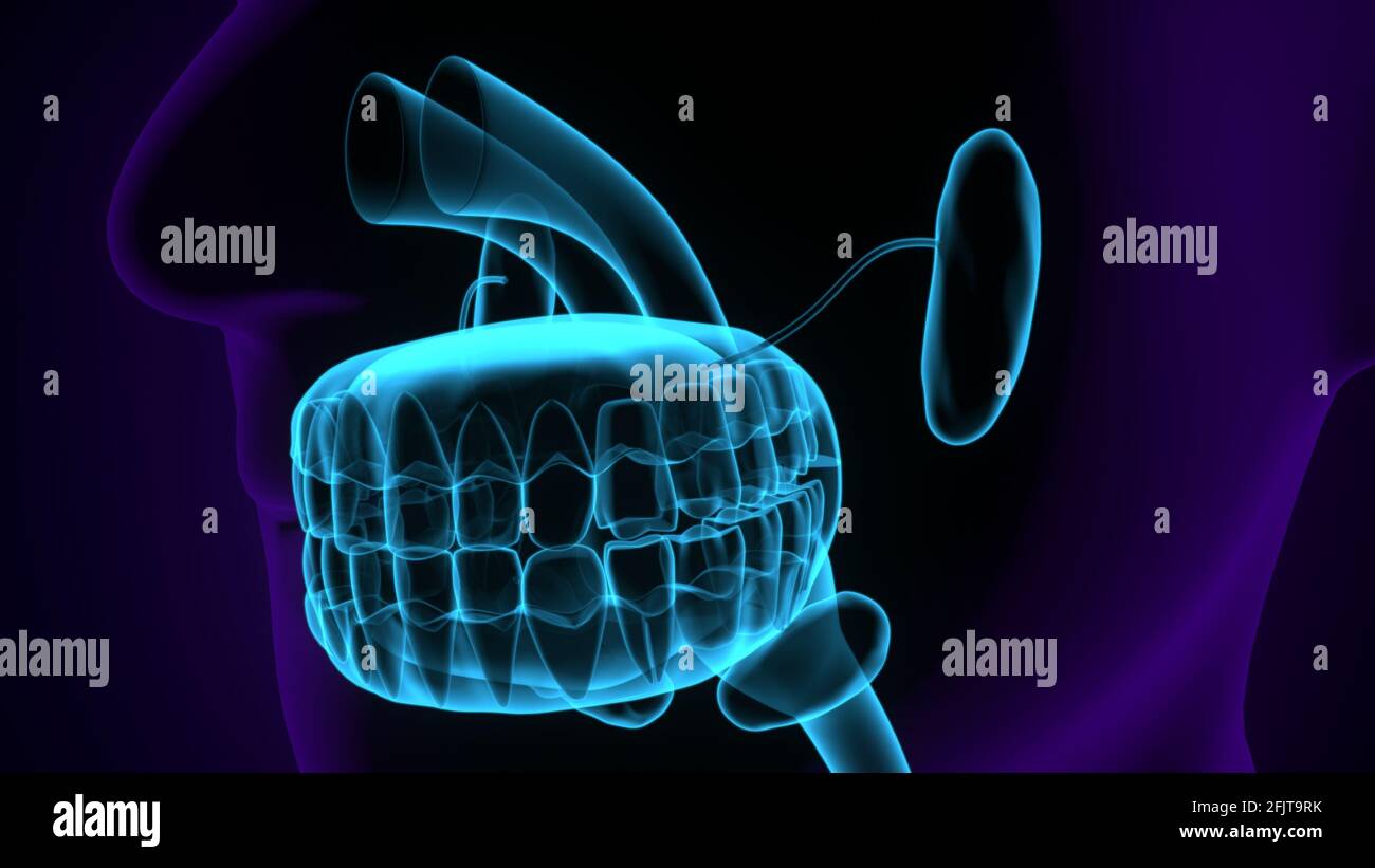 human throat anatomy. 3d render Stock Photo - Alamy