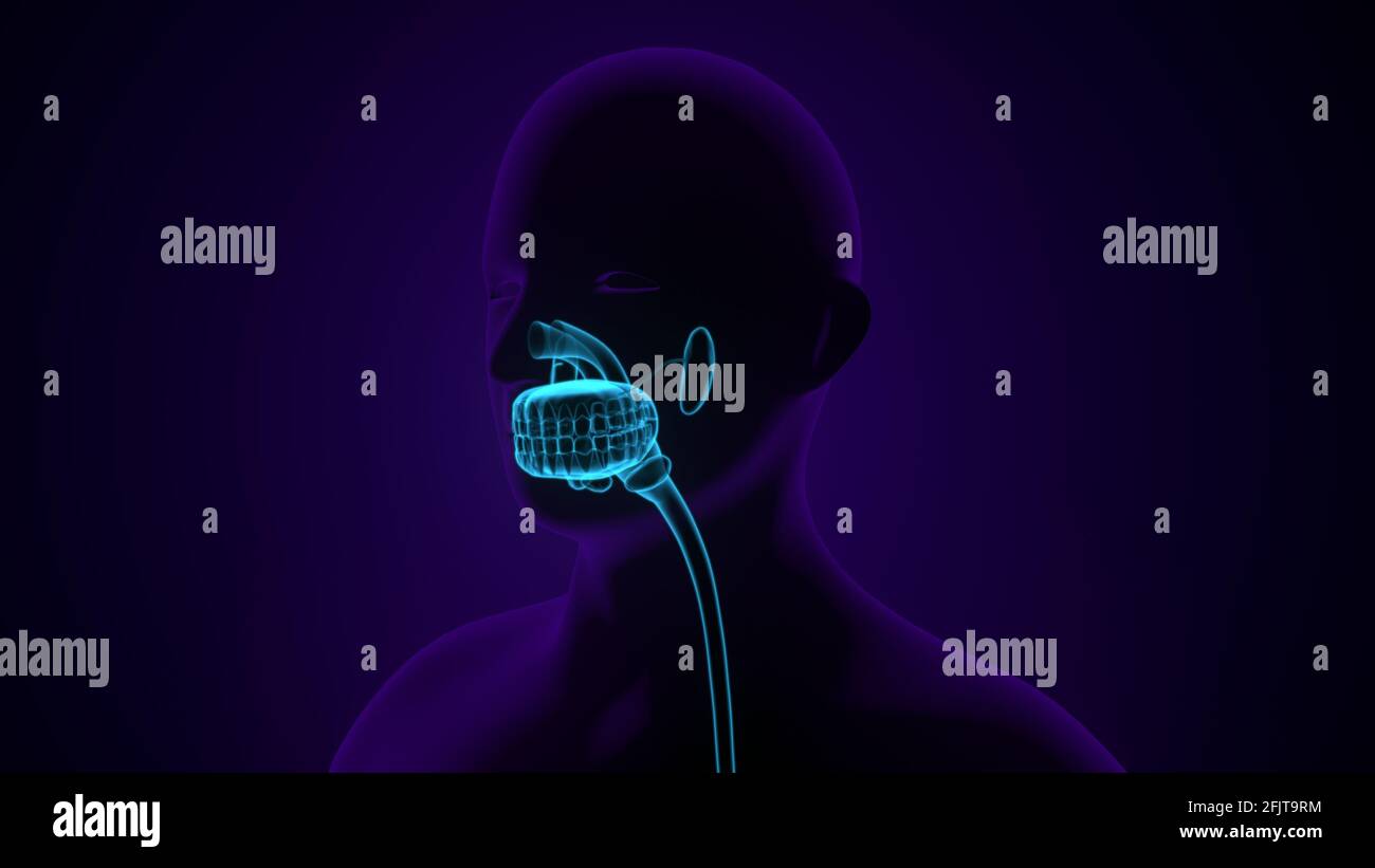 3d illustration larynx anatomy vector hi-res stock photography and ...