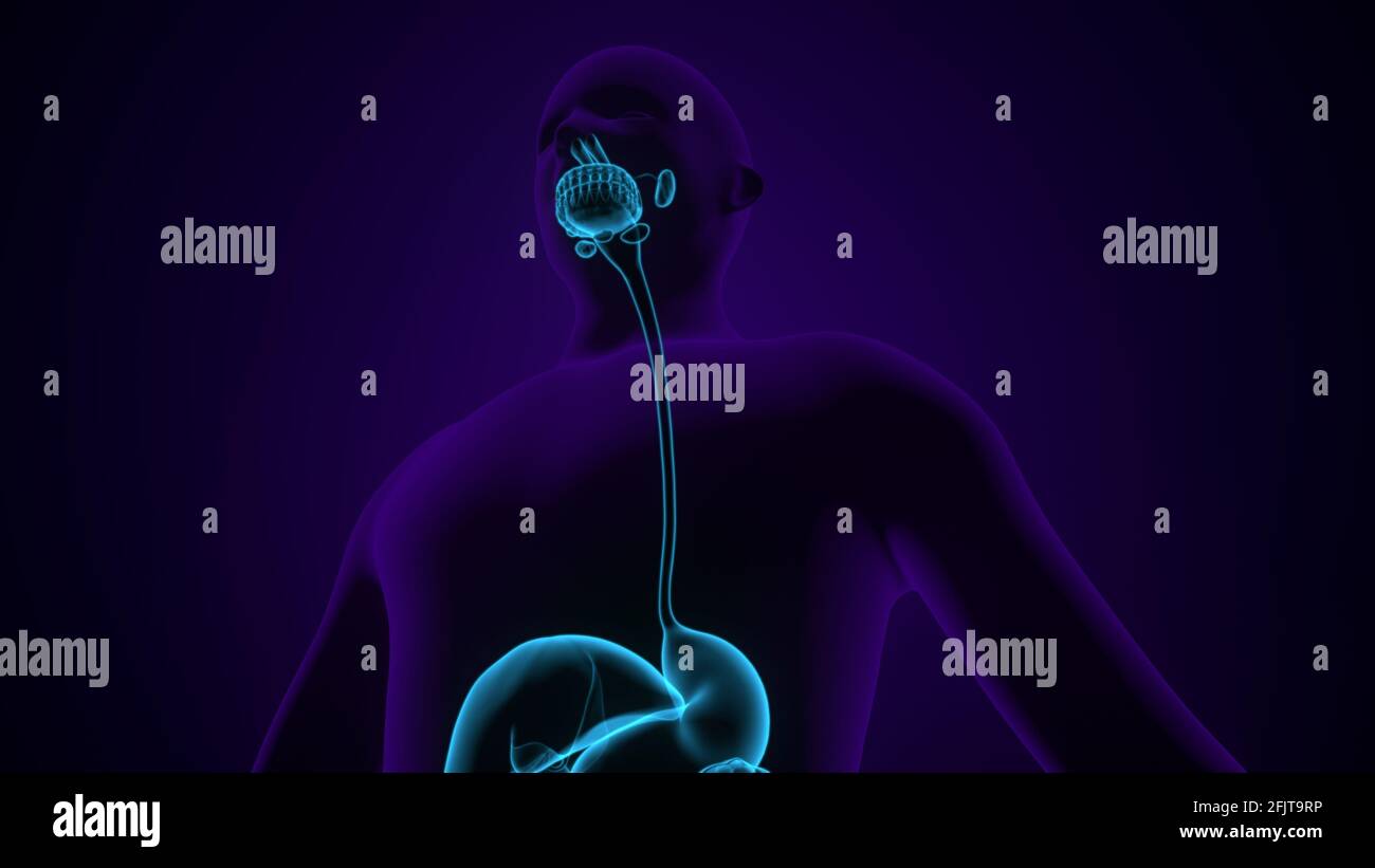 human throat anatomy. 3d render Stock Photo - Alamy