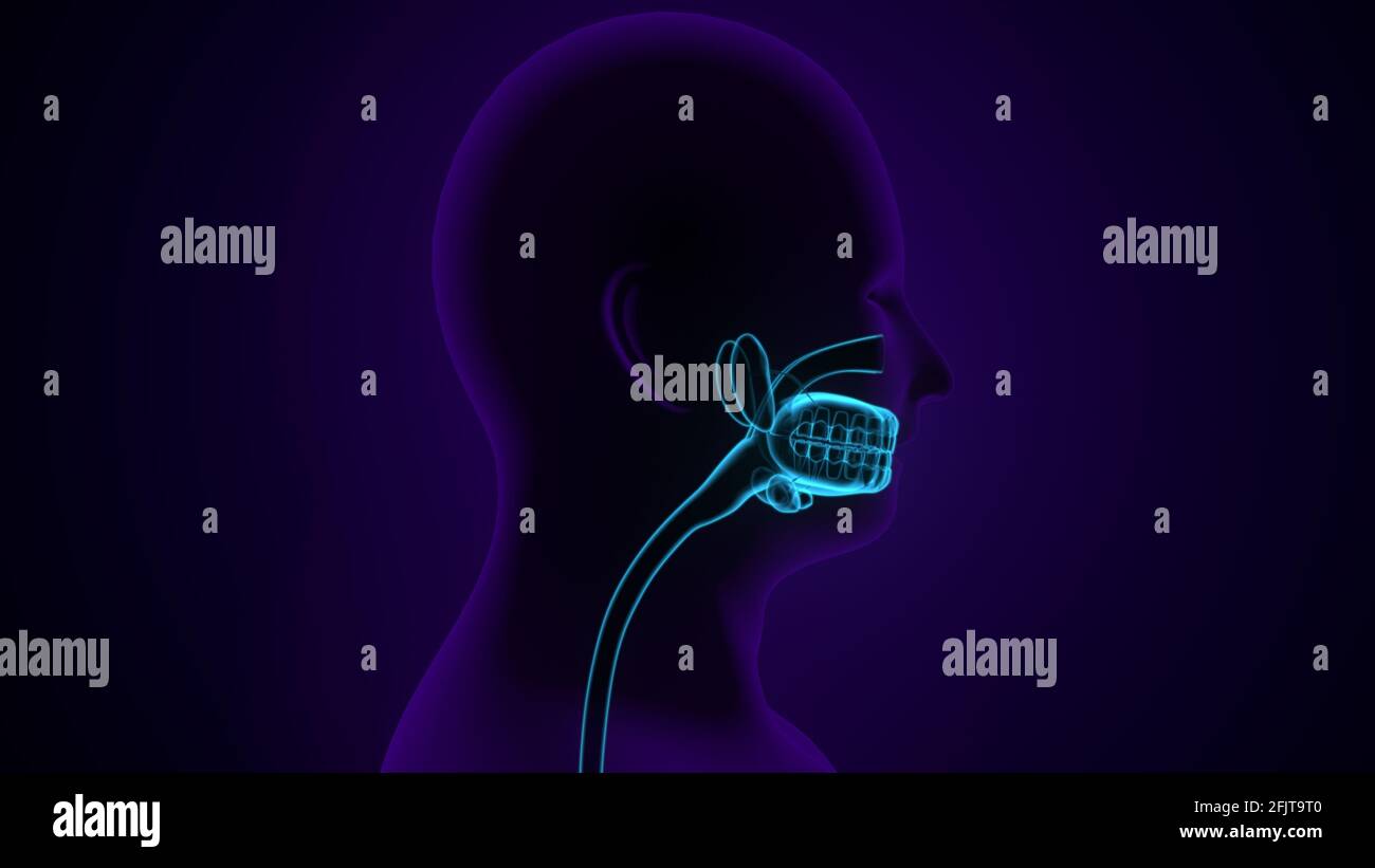 human throat anatomy. 3d render Stock Photo - Alamy