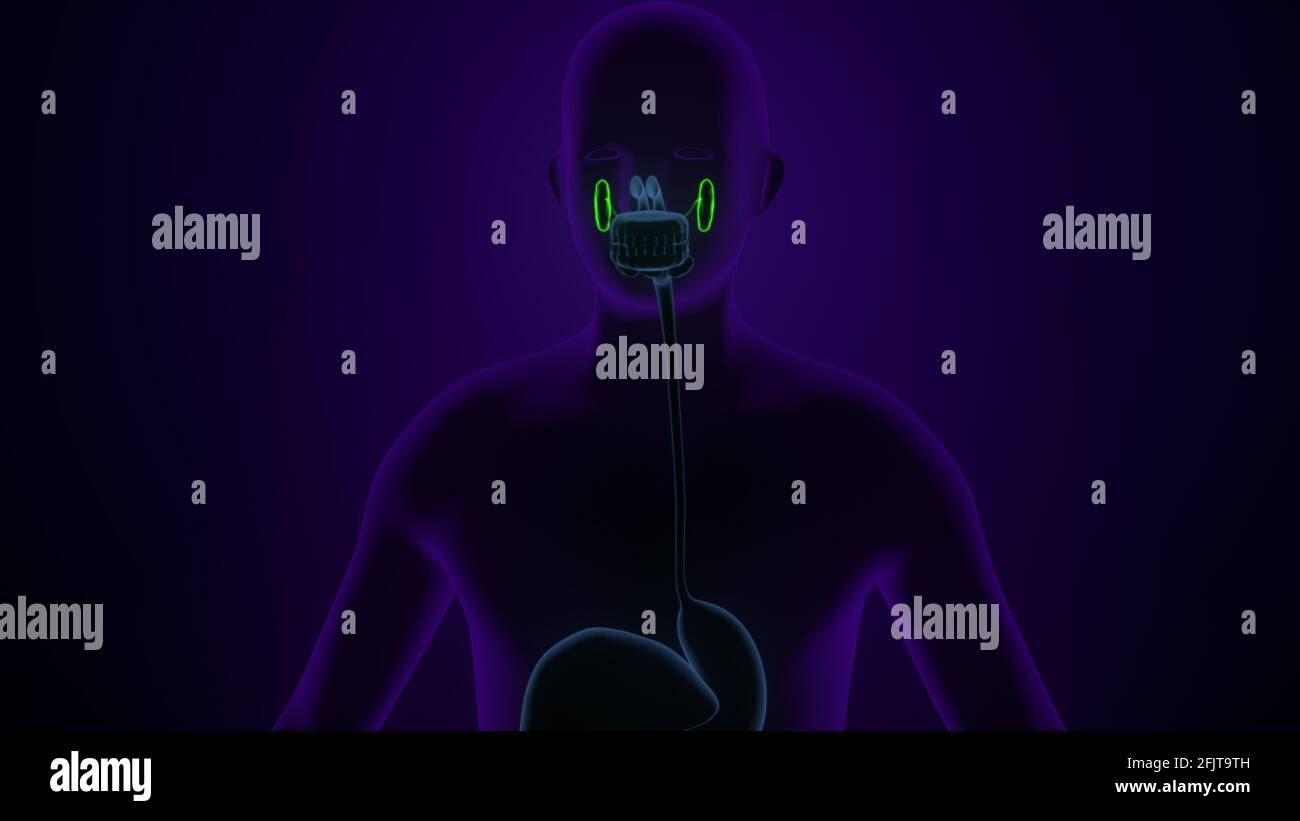 3d illustration larynx anatomy vector hi-res stock photography and ...