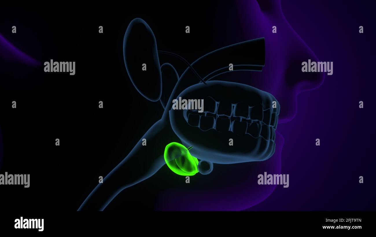 human throat anatomy. 3d render Stock Photo - Alamy