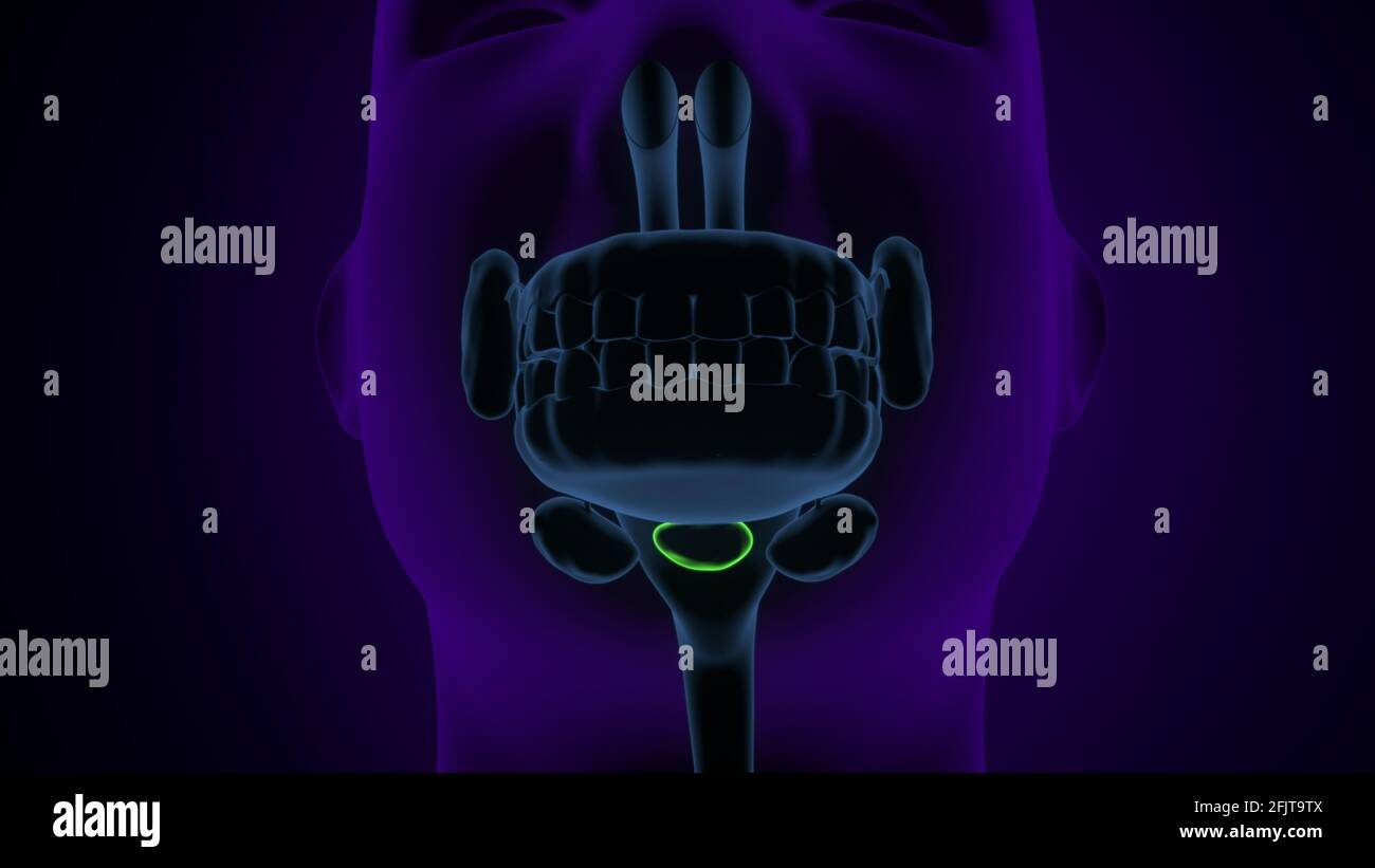 3d illustration larynx anatomy vector hi-res stock photography and ...