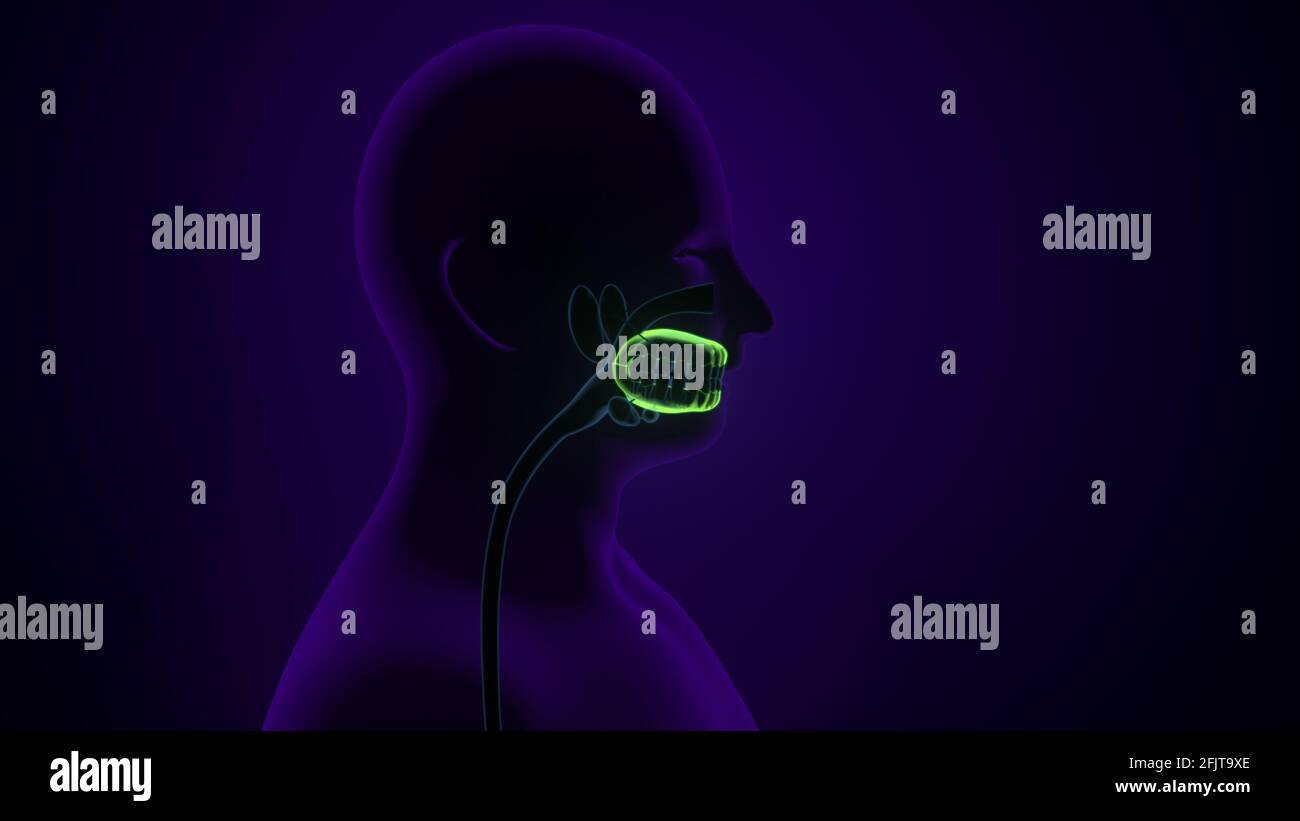 human throat anatomy. 3d render Stock Photo - Alamy