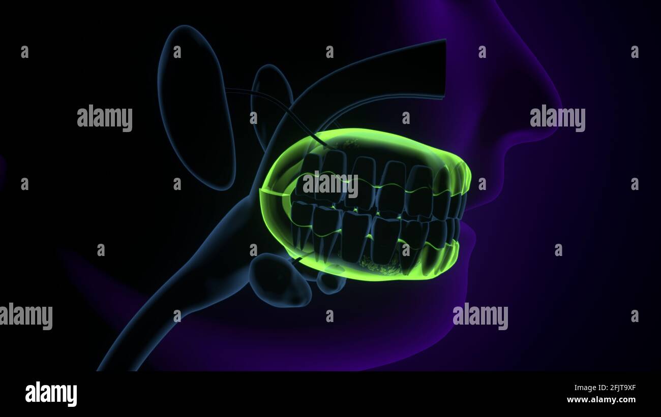 human throat anatomy. 3d render Stock Photo - Alamy