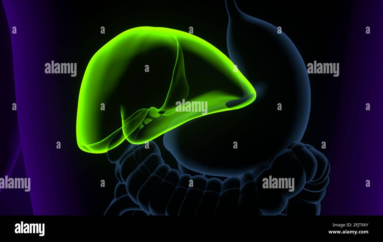 Liver and pancreas anatomy hi-res stock photography and images - Alamy