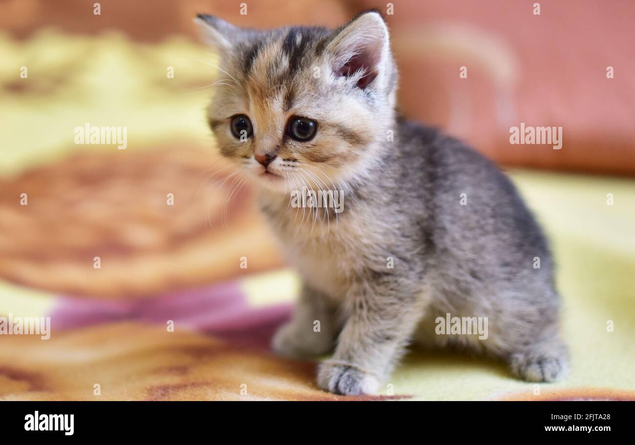 Small kitten of the British chinchilla breed on blue background. Little ...