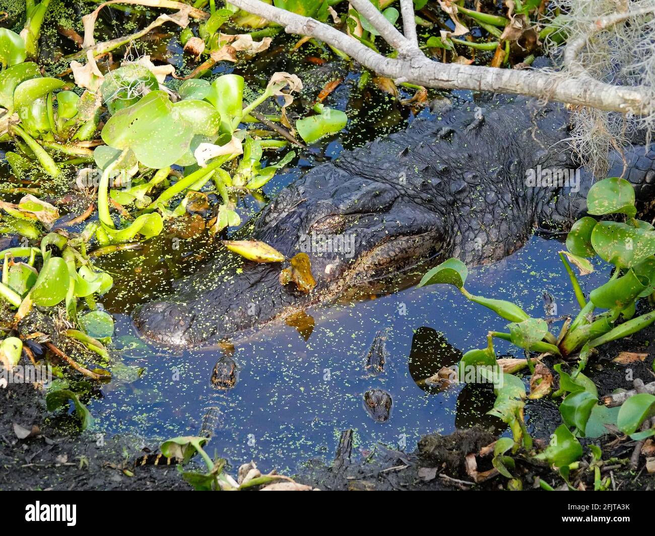 Mama alligator and babies hi-res stock photography and images - Alamy