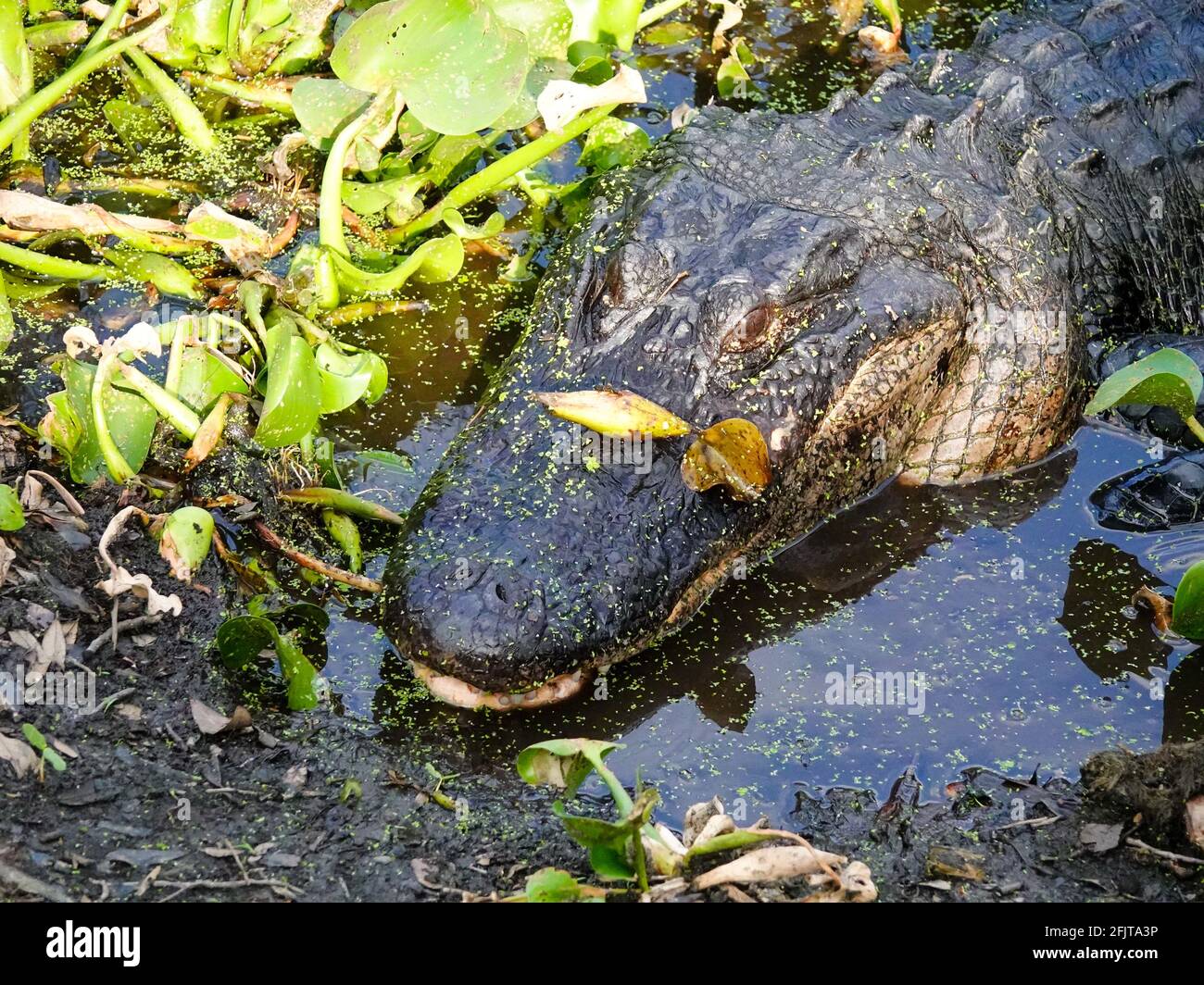 American alligator submerged hi-res stock photography and images - Alamy