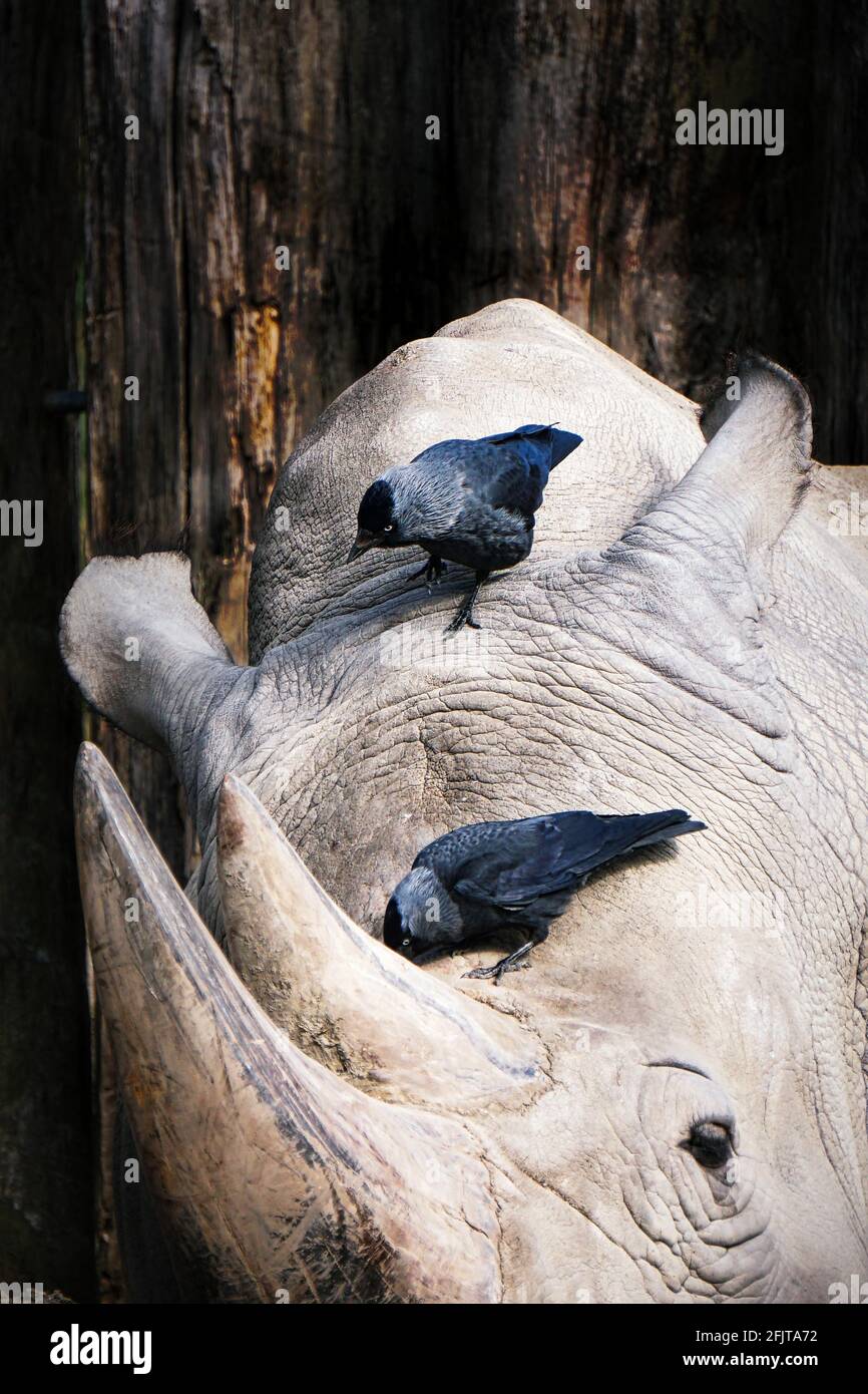 Top view of American crows Stock Photo - Alamy