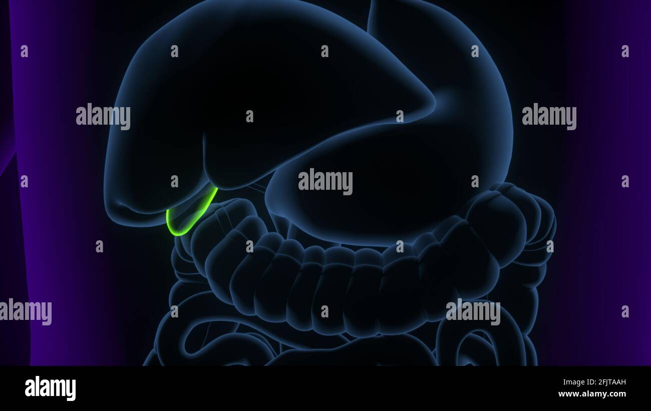 Human stomach anatomy hi-res stock photography and images - Alamy