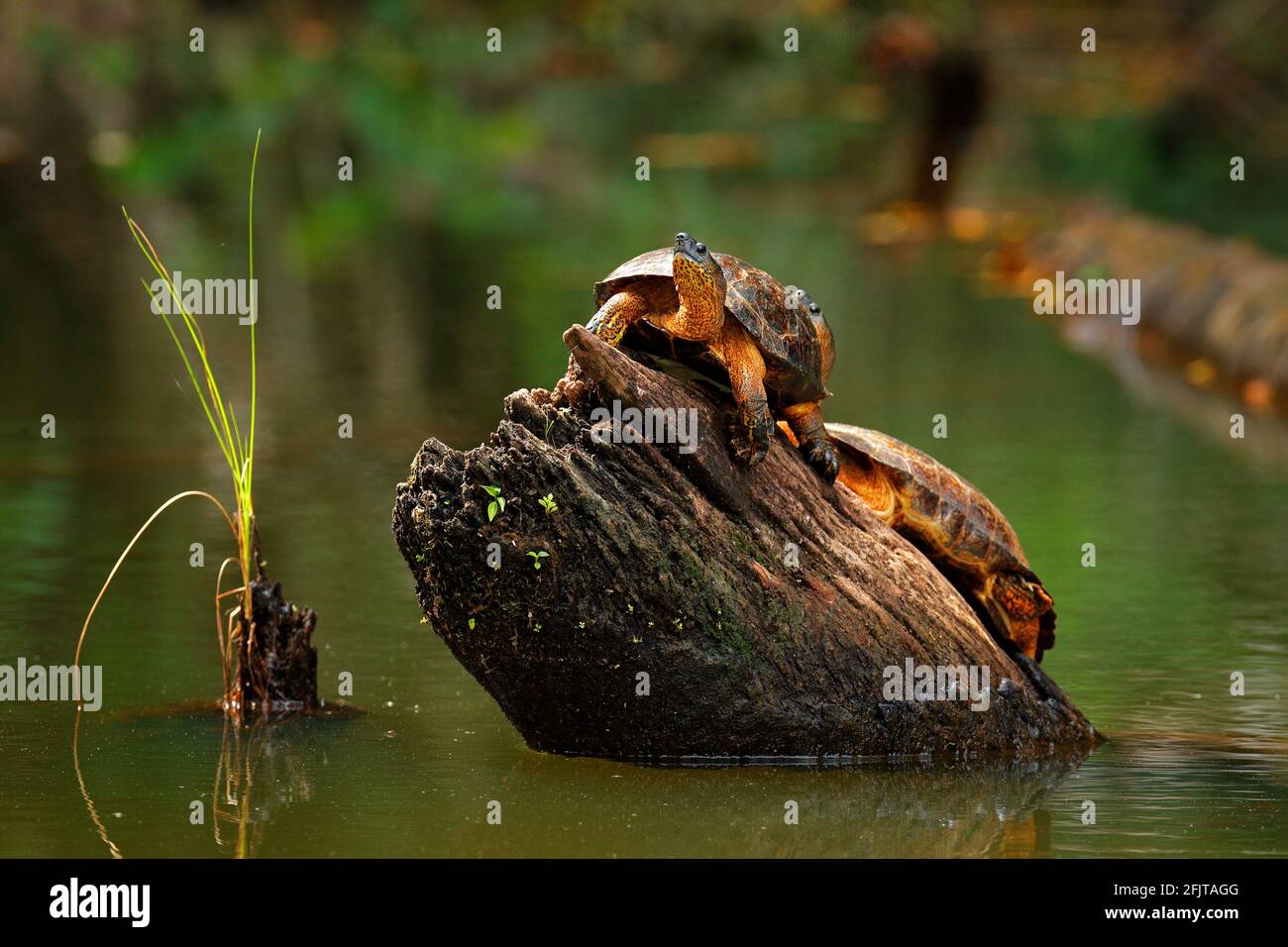Beautiful turtle in the river. Rhinoclemmys funerea, two Black river ...