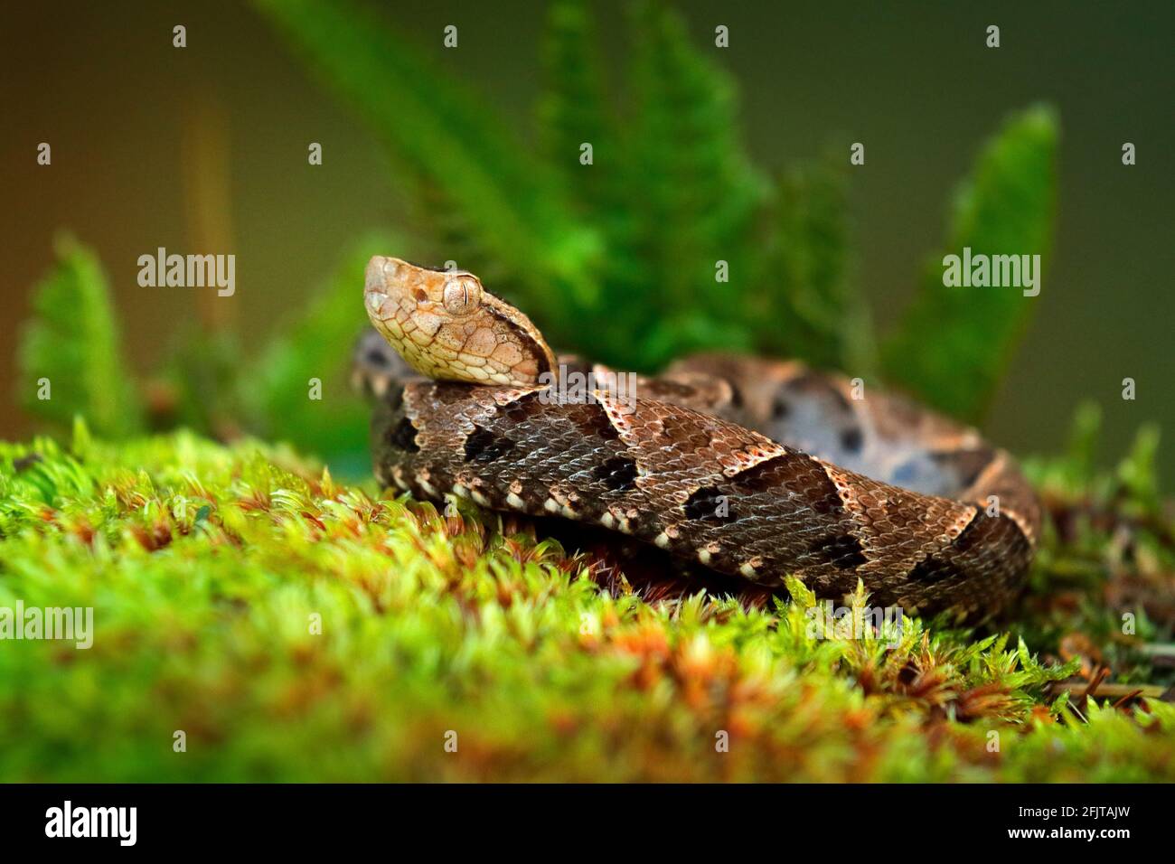 Bothrops atrox, Fer-de-lance in nature habitat. Common Lancehead viper ...