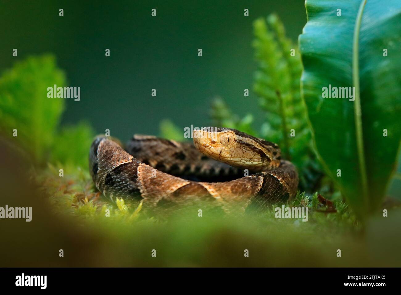 Bothrops atrox, Fer-de-lance in nature habitat. Common Lancehead viper ...