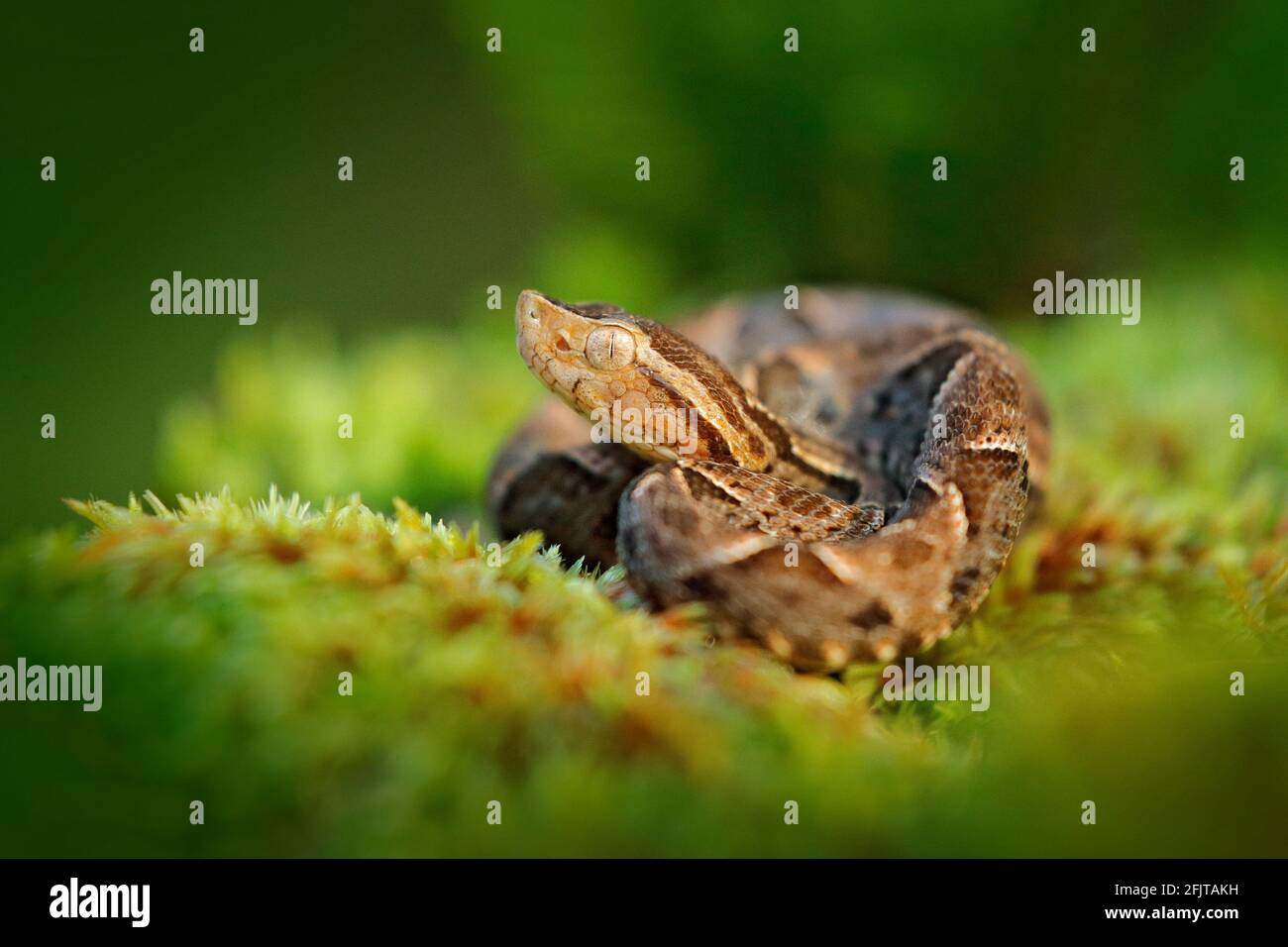 Common Lancehead, Bothrops atrox, in tropical forest. Poison animal in ...