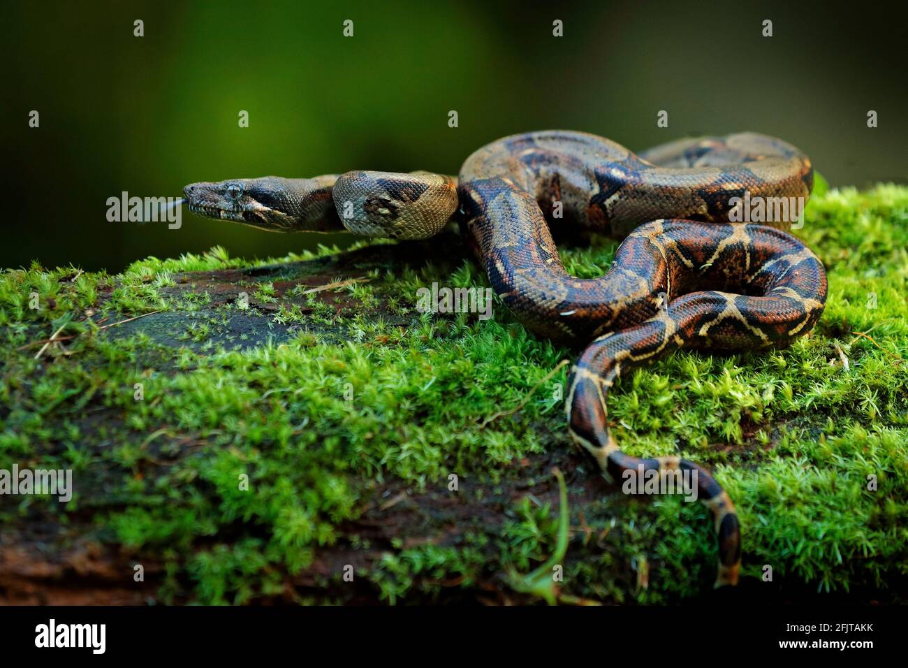 Jungle snake hi-res stock photography and images - Alamy