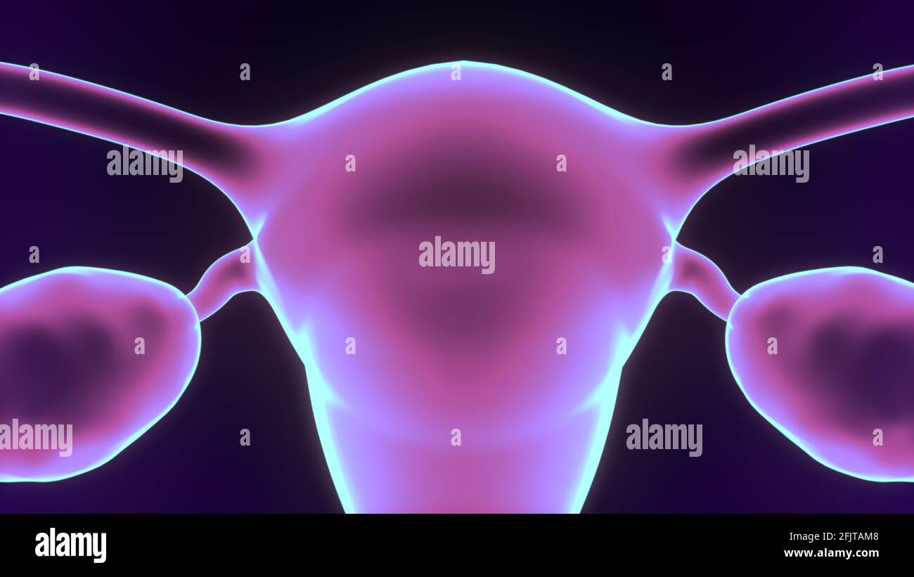 Female Reproductive System. 3D Illustration Stock Photo - Alamy