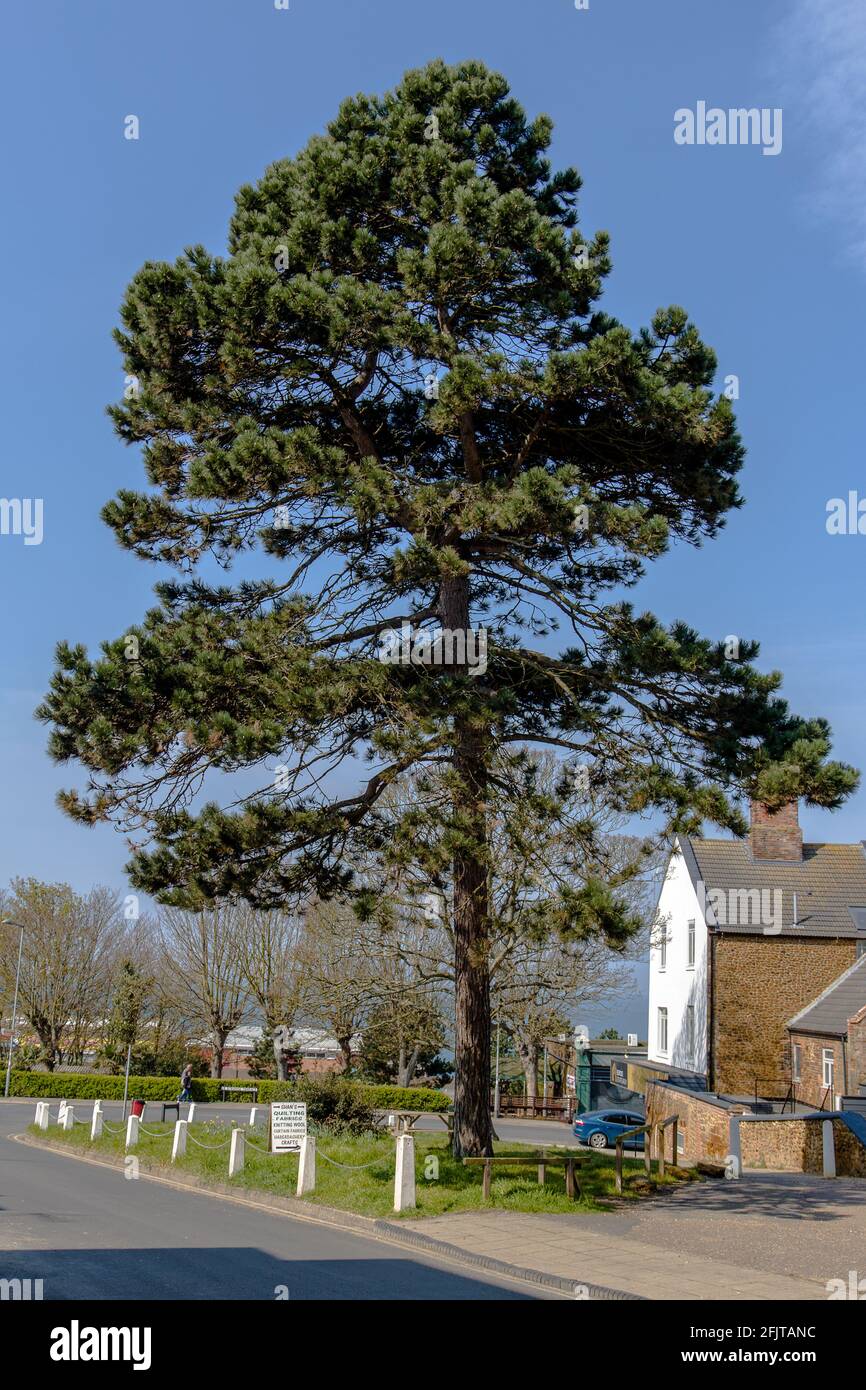 Lovely single pine tree hi-res stock photography and images - Alamy