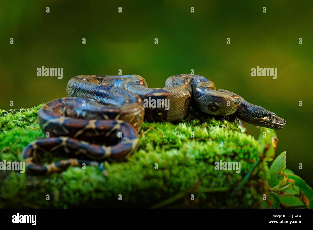 Boa constrictor snake in the wild nature, Costa Rica. Wildlife scene ...