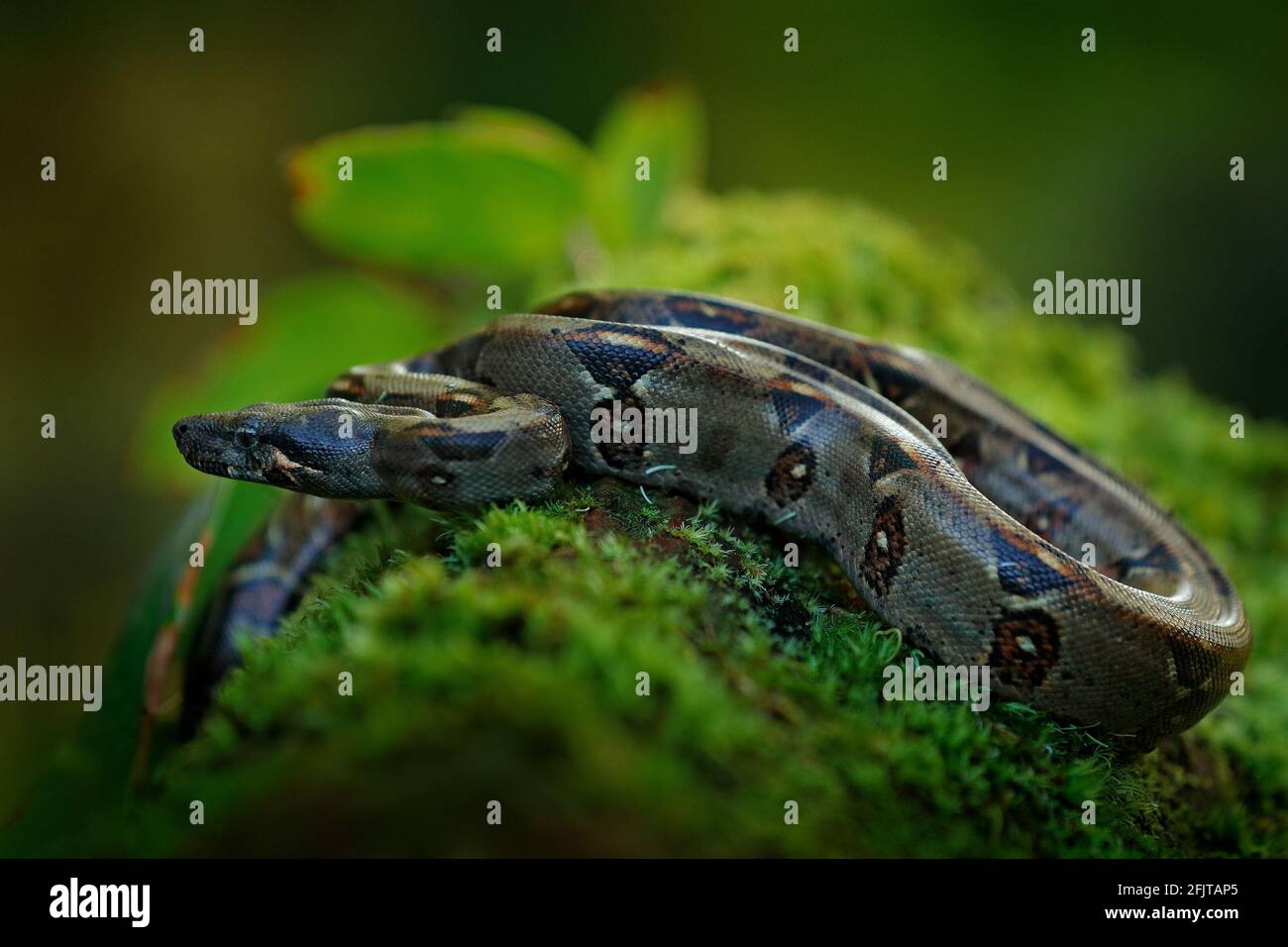 Boa constrictor snake in the wild nature, Costa Rica. Wildlife scene ...