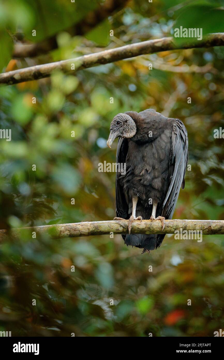 Black Vulture Habitat