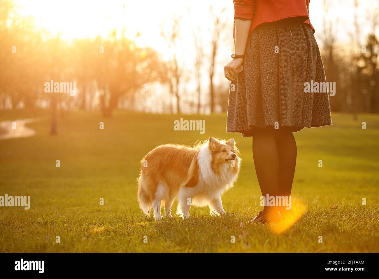The dog looks at the owner with a guilty look Stock Photo - Alamy