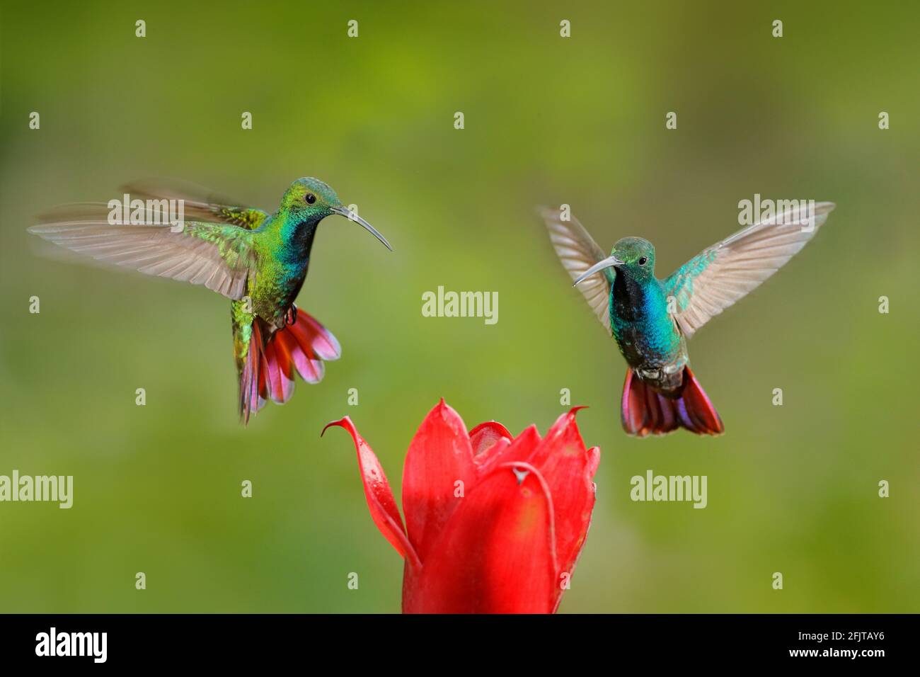 Two hummingbirds Green-breasted Mango in the flight with light green ...
