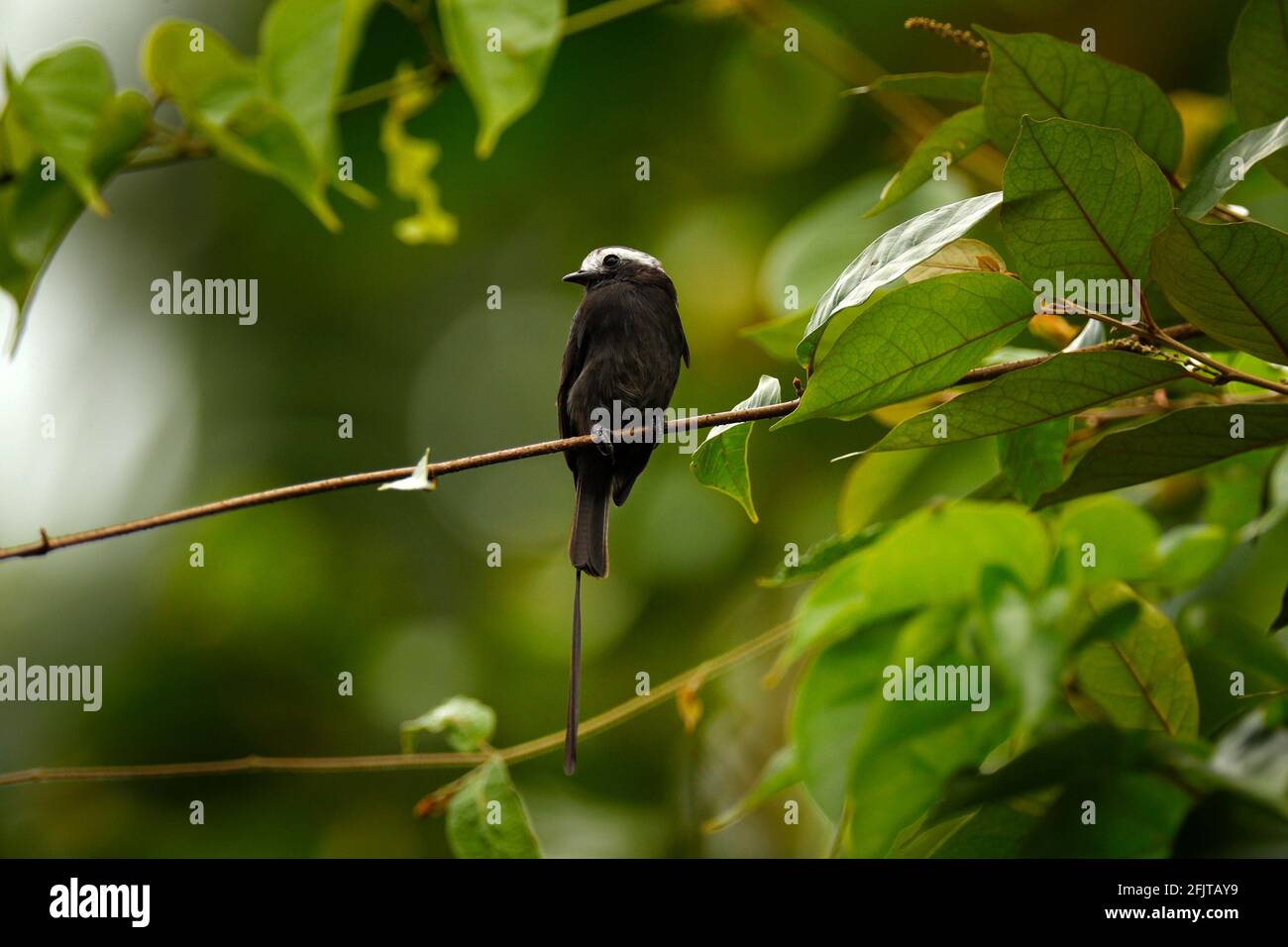 Long-tailed tyrant, Colonia colonus, tropical flycatcher with dark ...