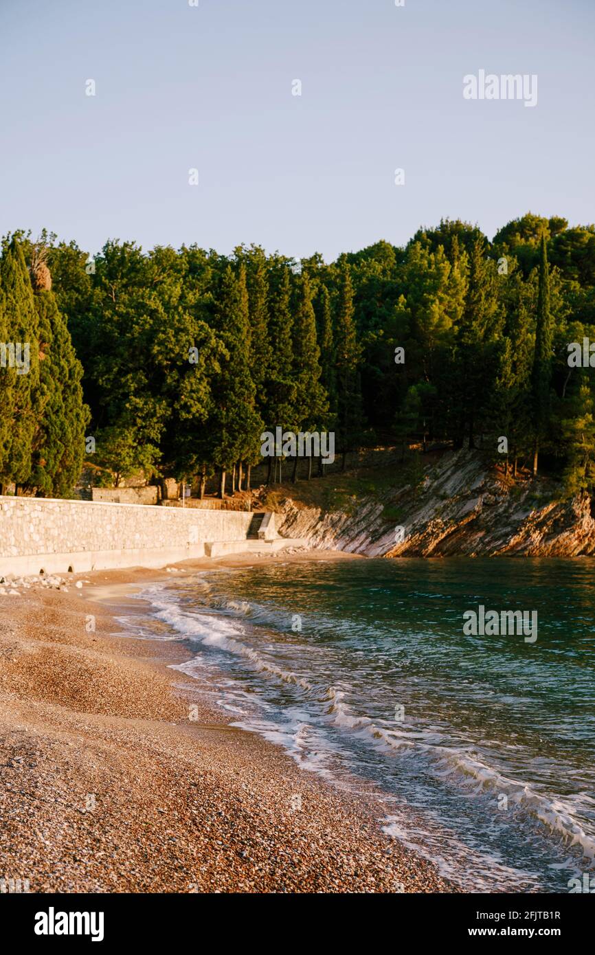 Panoramic up view green forest hi-res stock photography and images - Alamy