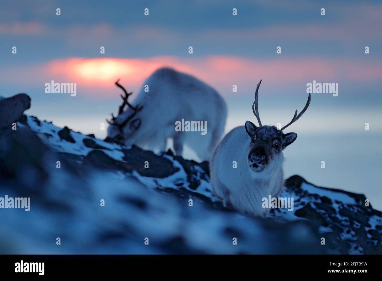 Winter landscape with reindeer. Wild Reindeer, Rangifer tarandus, with ...